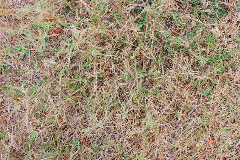 Grass in drought. stock image. Image of environment, field - 89896459