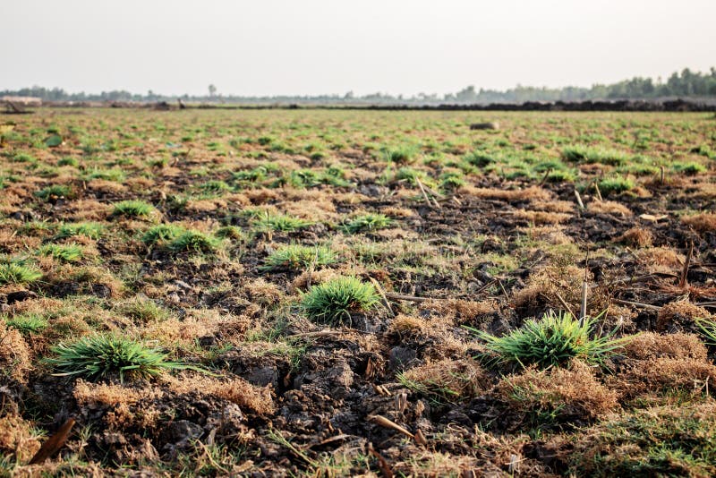 Grass on dry land. stock image. Image of drought, dead - 119773965