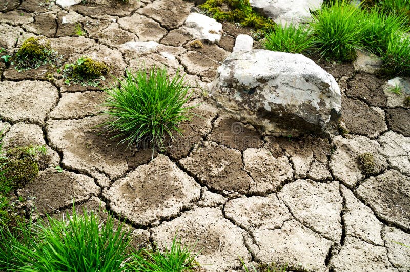 Grass on dry land stock image. Image of nature, plant - 65023803
