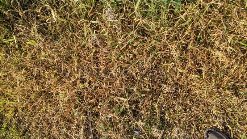 The Grass is Dry because of the Long Dry Season Stock Photo - Image of ...