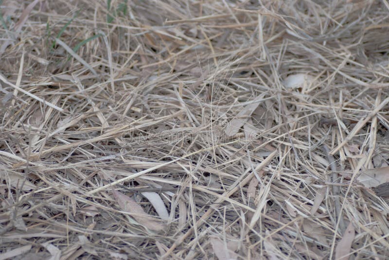 Grass Dry Pattern, Dry Grass Field with Clipping Path. 13 Nov 2005 ...