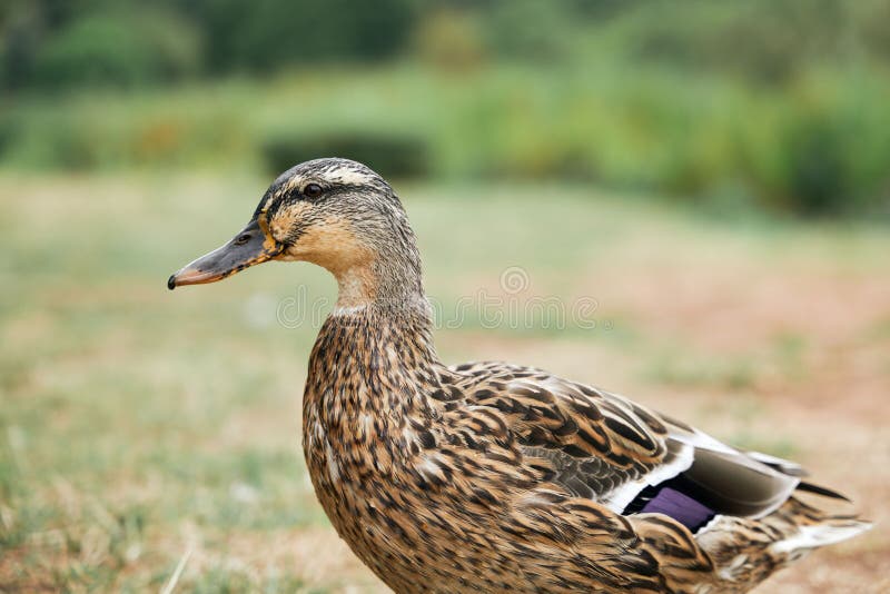 Grass Duck in the Green Field Stock Photo - Image of avian, wilderness ...
