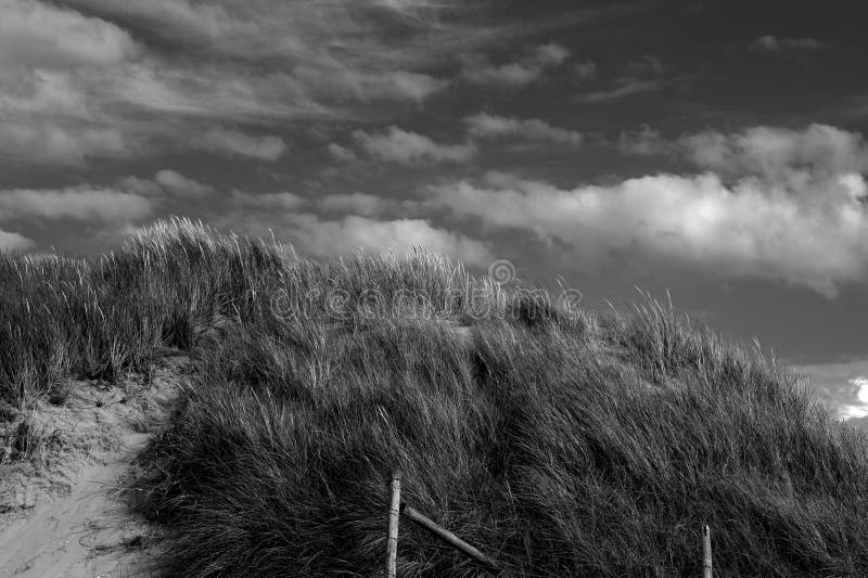 Grass Sunset Bw Stock Photos - Free & Royalty-Free Stock Photos from ...
