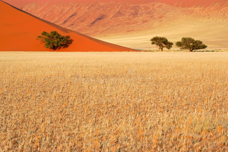 Grass, Dune and Trees, Sossusvlei, Namibia Stock Photo - Image of namib ...