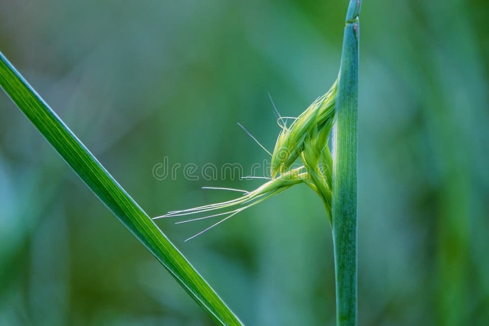Grass ear stock photo. Image of leaves, natural, ears - 191183774
