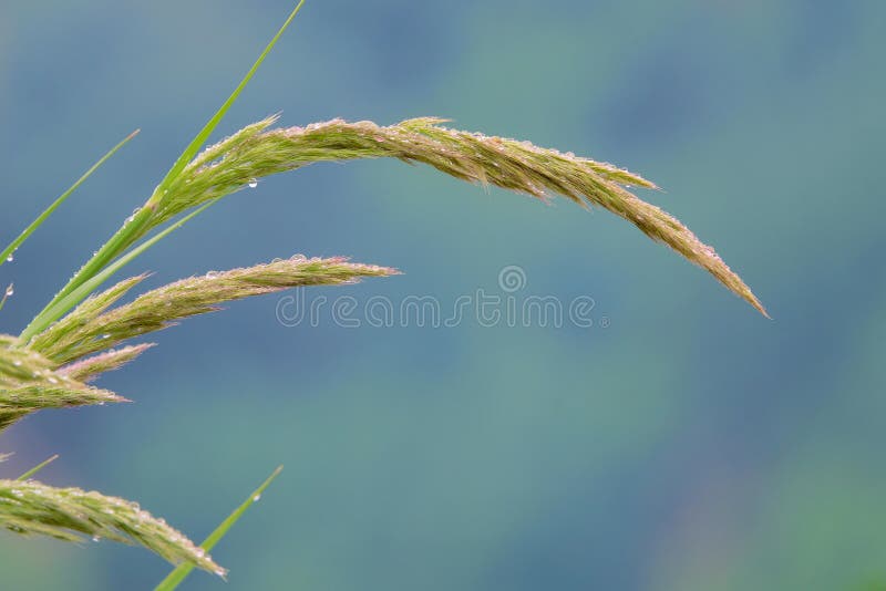 Grass ear stock image. Image of nature, water, rain - 190294117
