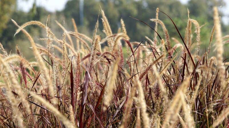 Grass Ears Closeup, Some Trees on the Background. Stock Photo - Image ...