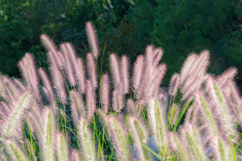 Grass ears stock photo. Image of plant, ears, grass - 158020352
