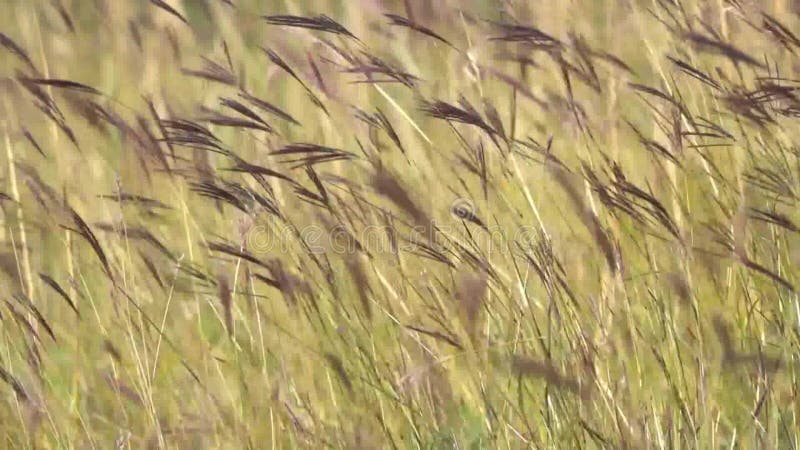 Grass ears in the wind stock video. Video of prairie - 196383953