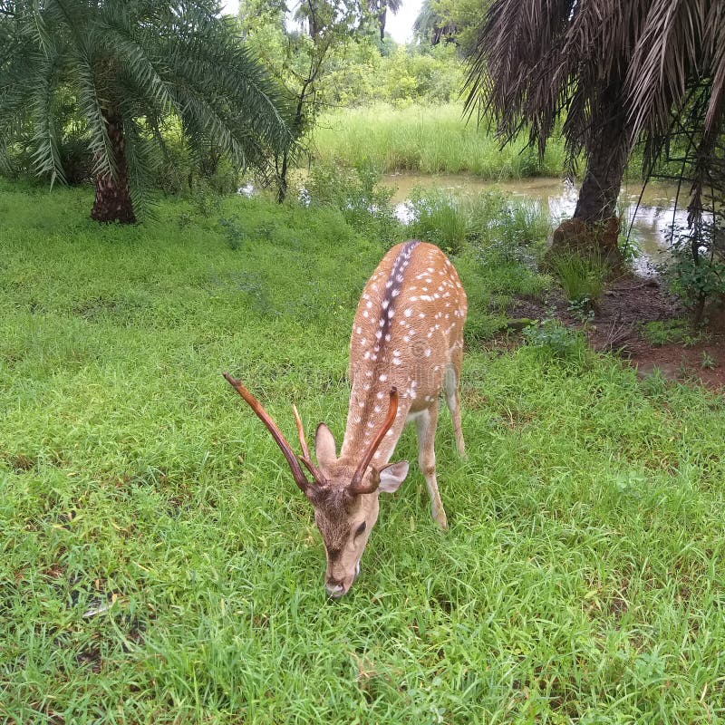 7,866 Deer Jungle Image Stock Photos - Free & Royalty-Free Stock Photos ...