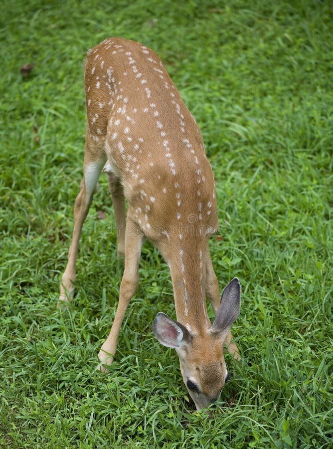 Grass eating fawn stock photo. Image of wildlife, spots - 11232934