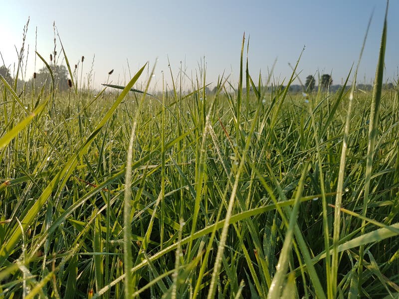 Plant, Crop, Field, Grass Picture. Image: 123399866