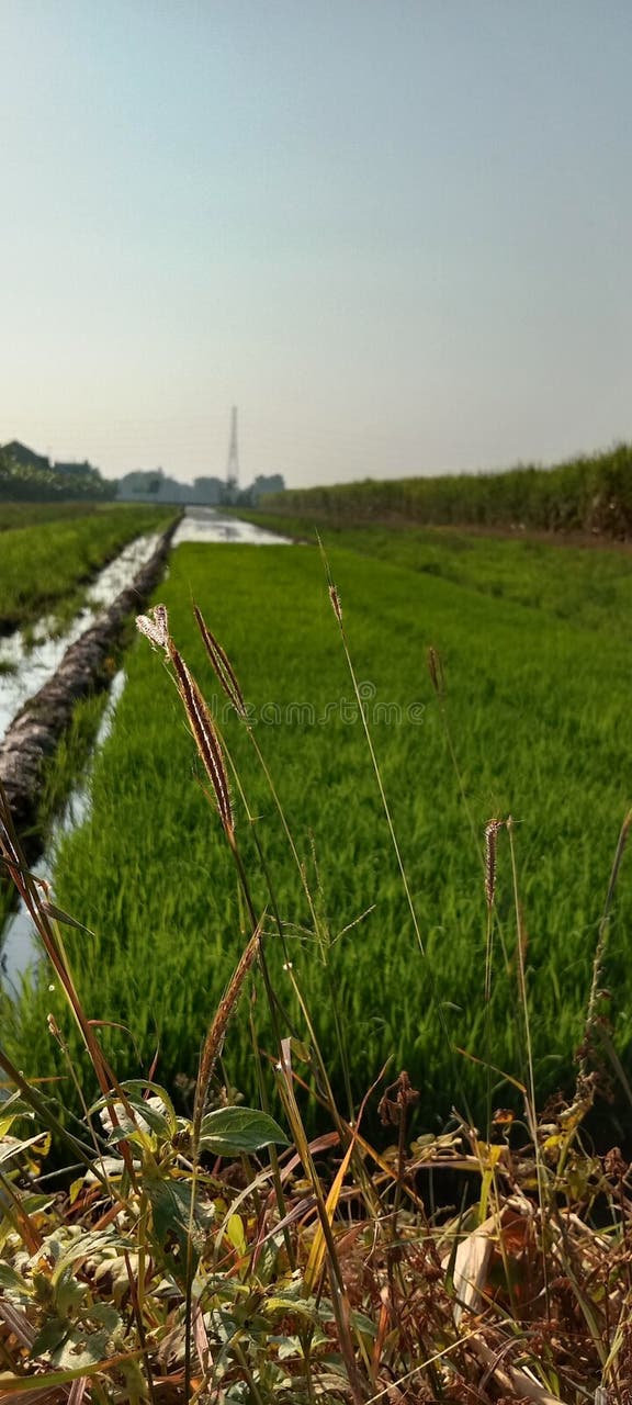 Grass on the Edge of the Rice Fields Stock Photo - Image of rice ...