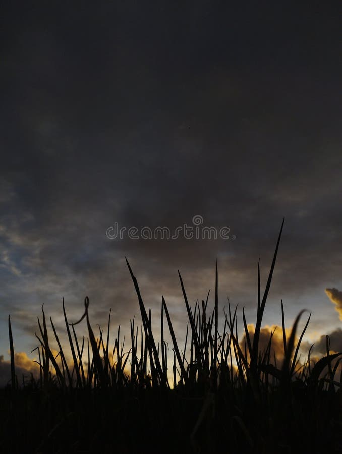 Grass and Evening Clouds are Two Beautiful Things when Combined Stock ...