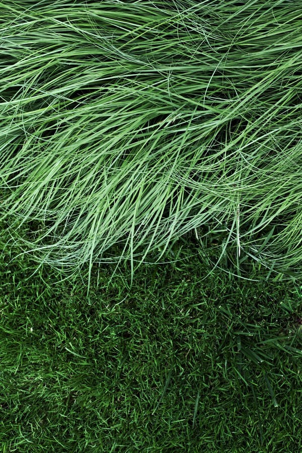 Grass Everywhere in the Garden Stock Image - Image of golf, nature ...