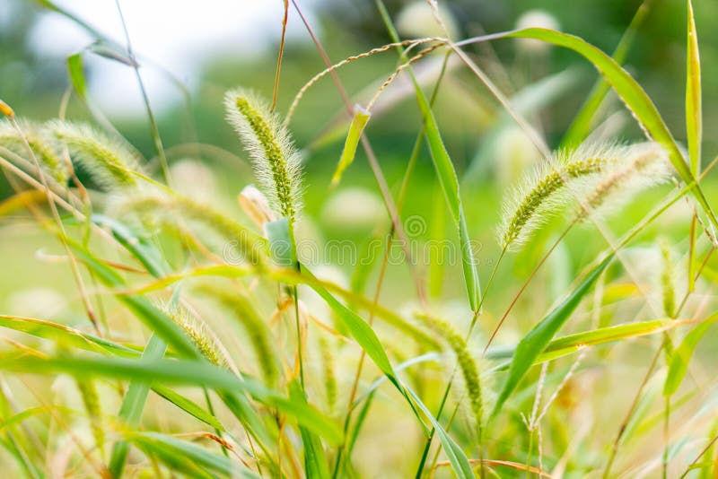Grass in the Fall during the Daytime Stock Photo - Image of october ...