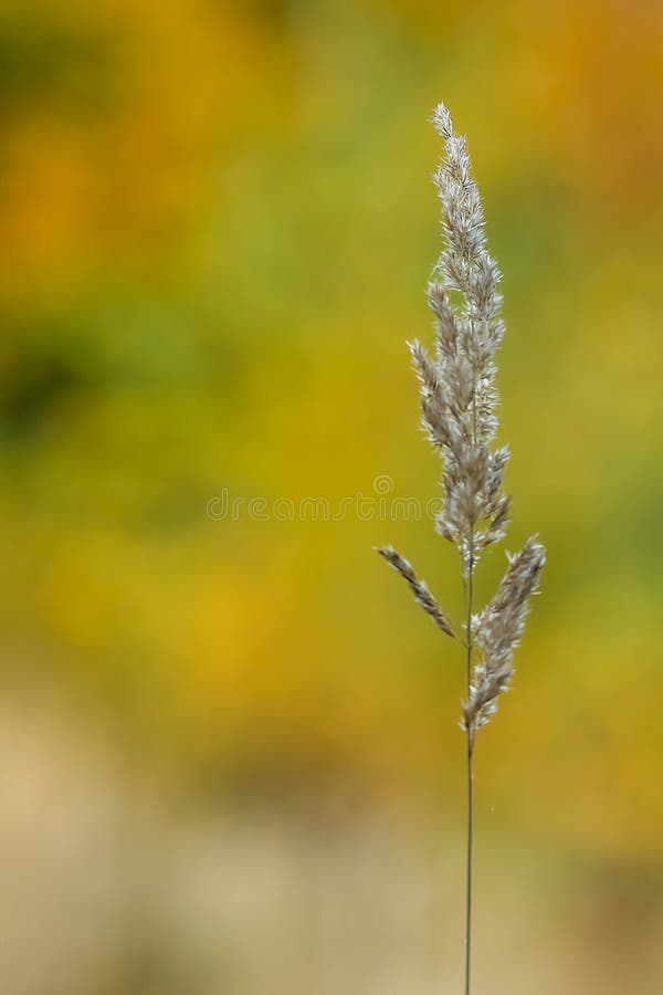Grass during fall stock image. Image of autumn, forest - 136970349