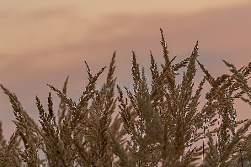 Grass during fall stock photo. Image of light, flora - 136970618