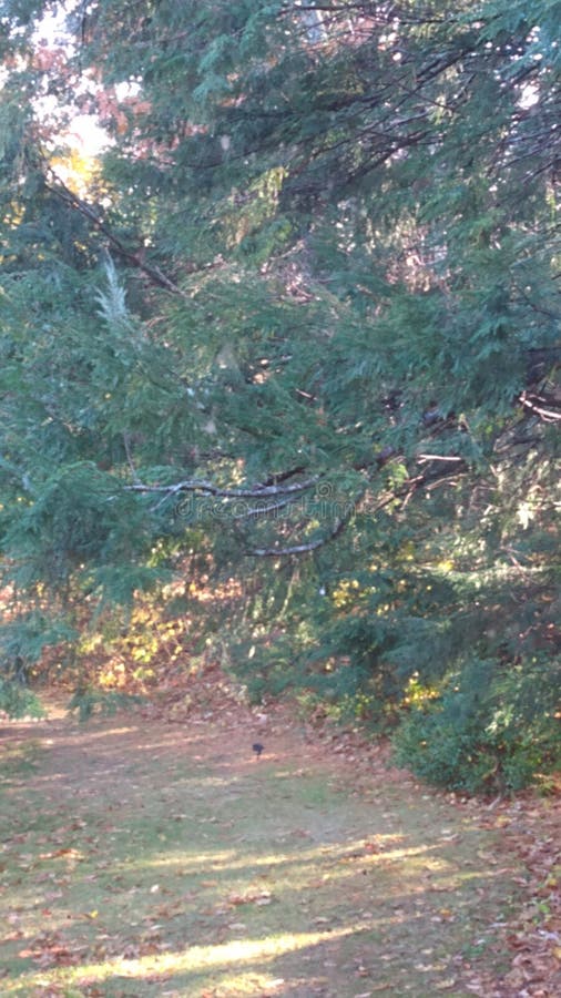Grass Fall Trees Morning Sunny Stock Photo - Image of water, wilderness ...