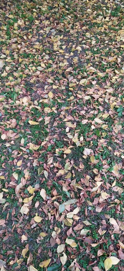 Grass Fallen Leaves Abstract Autumn Background - Photo Leaves on Grass ...