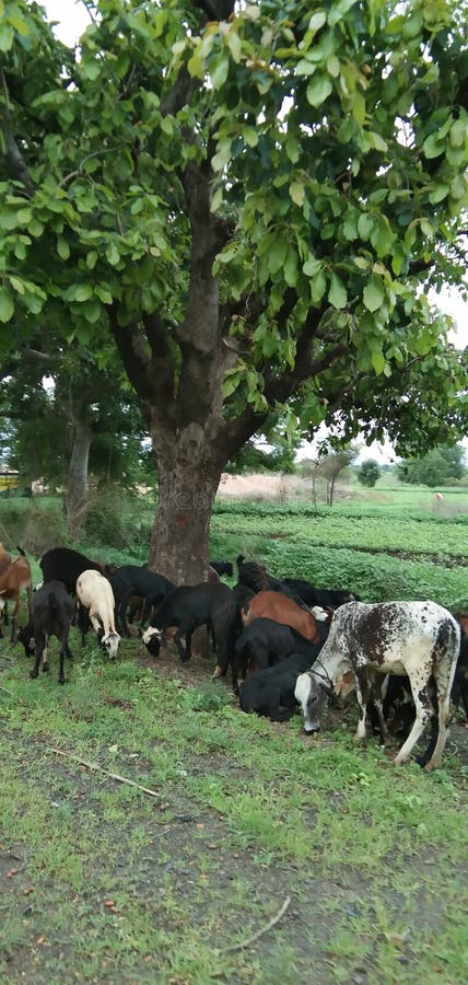 1,364 Cow Under Tree Stock Photos - Free & Royalty-Free Stock Photos ...