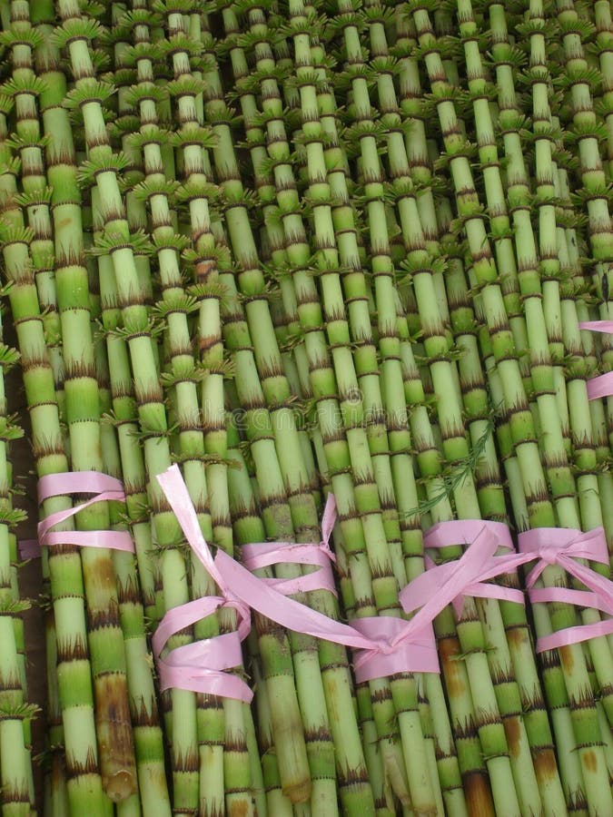 Grass Family, Grass, Bamboo, Crop Picture. Image: 113372462