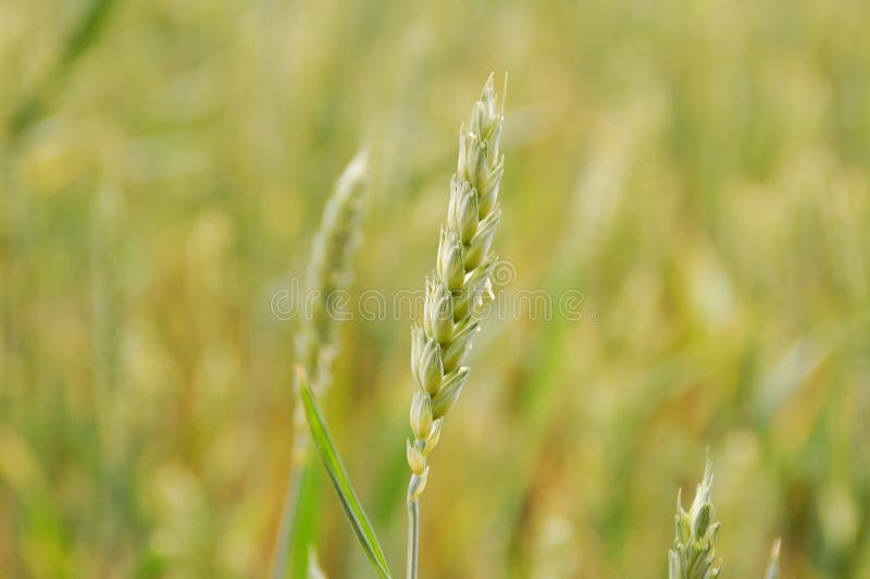 Grass, Grass Family, Field, Food Grain Stock Photo - Image of crop ...