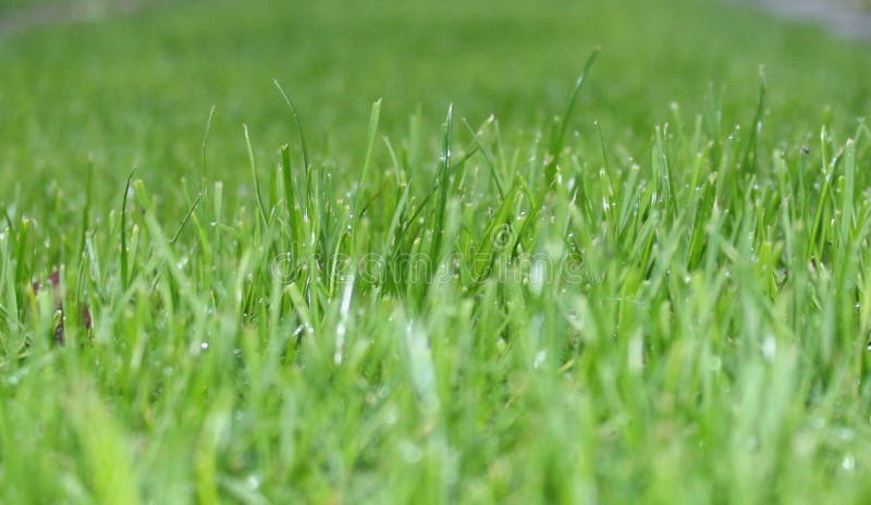Grass, Grass Family, Field, Wheatgrass Stock Photo - Image of ...