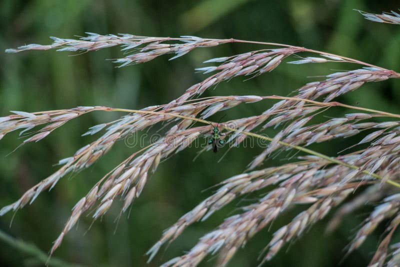 Grass Family, Grass, Plant, Phragmites Picture. Image: 124940511