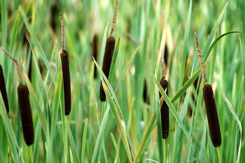 Grass, Grass Family, Plant, Sweet Grass Stock Image - Image of grass ...