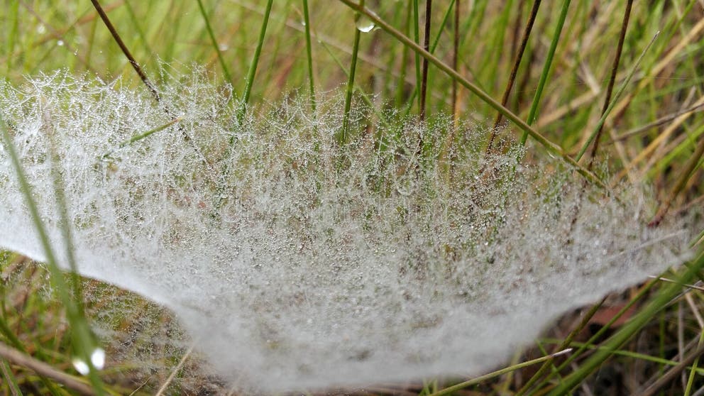 Grass, Grass Family, Spider Web, Moisture Stock Photo - Image of ...