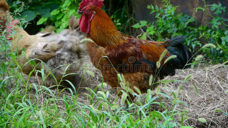 Farm Chicken Coop, Chickens Behind Bars Poking Their Heads Out of the ...
