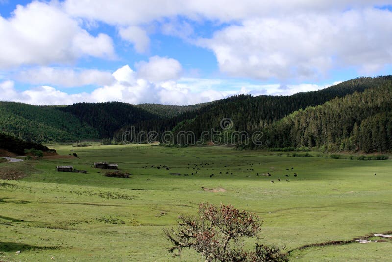 Grass Farm Land Picture. Image: 5445163