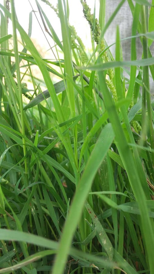 Grass in Farm stock photo. Image of grass, loved, farm - 94367584