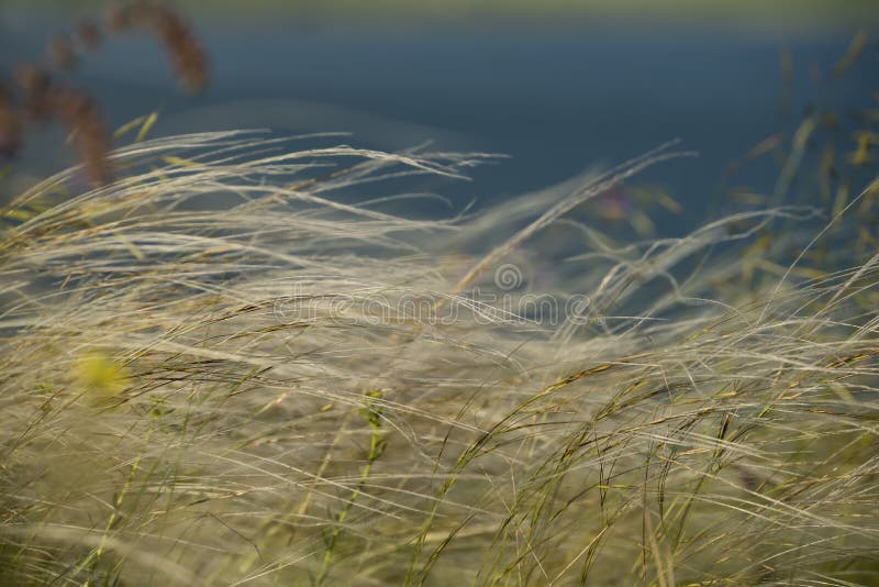 186 Feather Grass Steppes Stock Photos - Free & Royalty-Free Stock ...