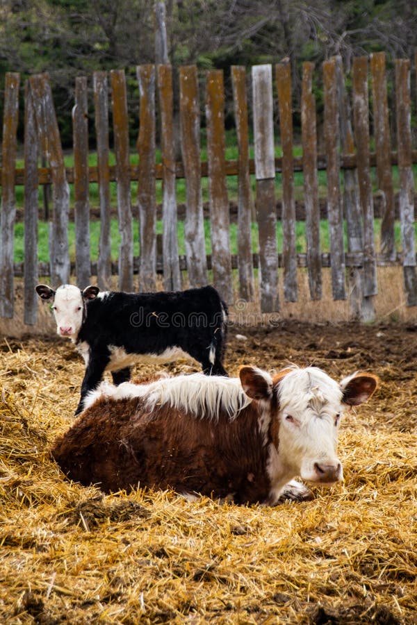 Grass Fed Cattle on the Prairie in Spring Stock Photo - Image of angus ...