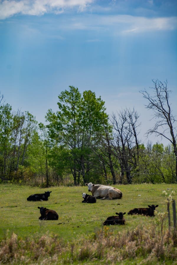 Grass Fed Cattle on the Prairie in Spring Stock Photo - Image of mammal ...