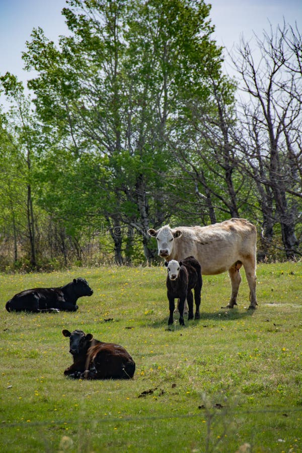 Cattle on the Prairies stock image. Image of agriculture - 92968555