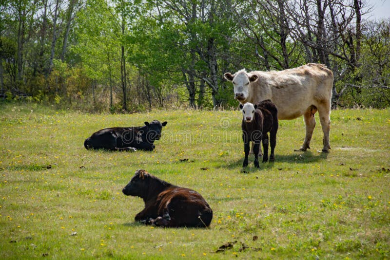 Cattle on the Prairies stock image. Image of green, farming - 92968329