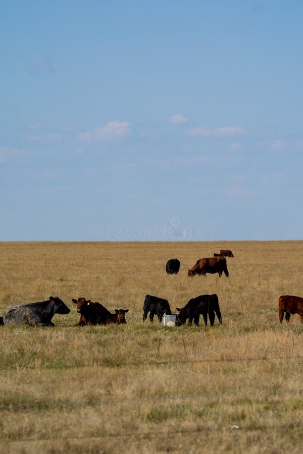 Grass Fed Cattle on the Prairie in Spring Stock Photo - Image of ...