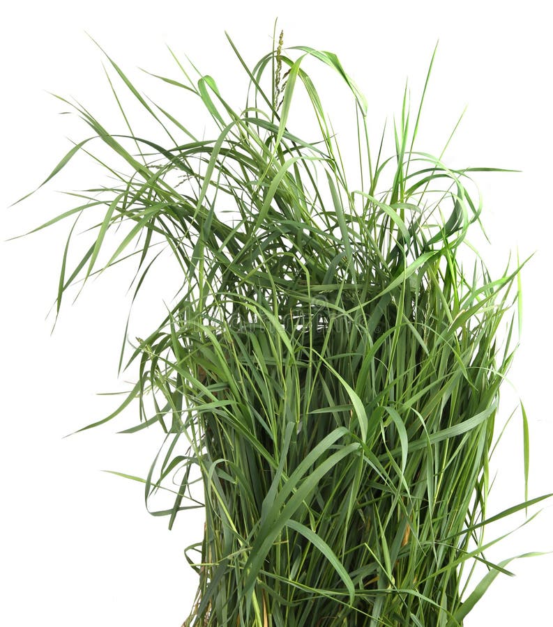 Bunch of Green Grass Isolated on White Background. Stock Image - Image ...