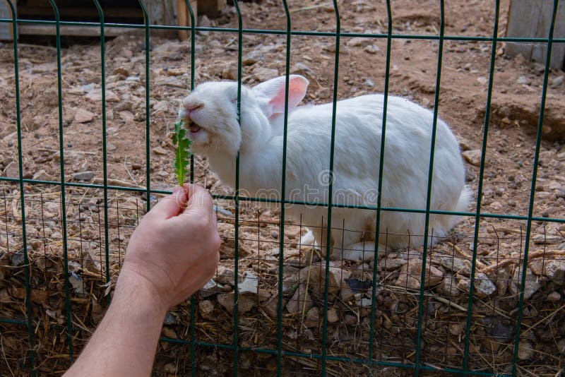 Grass Fed White Rabbit in a Cage Stock Image - Image of stump, animal ...