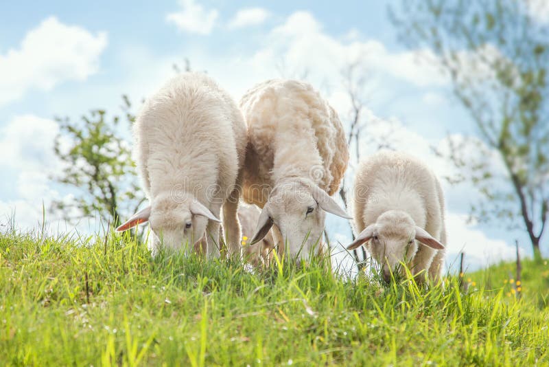 Sheep Outside On Meadow Eat Grass Stock Image - Image of flock, crowd ...