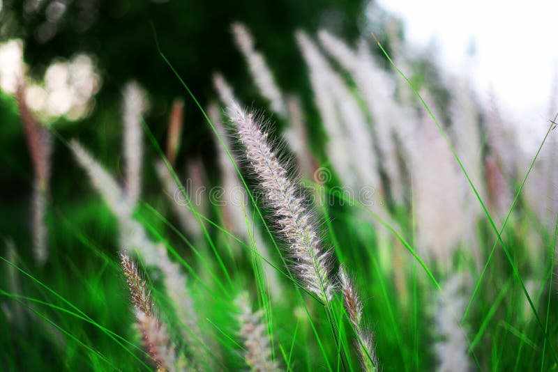 Grass stock photo. Image of swing, grass, feel - 131392448