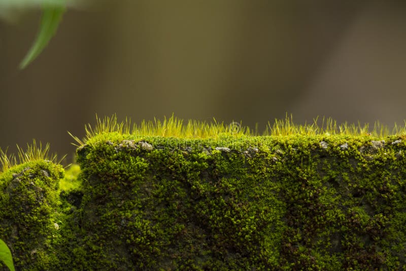 Grass on fence stock photo. Image of outdoor, nature - 264241334