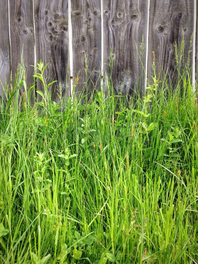 Grass and fence stock image. Image of fresh, rusted, vintage - 54364125