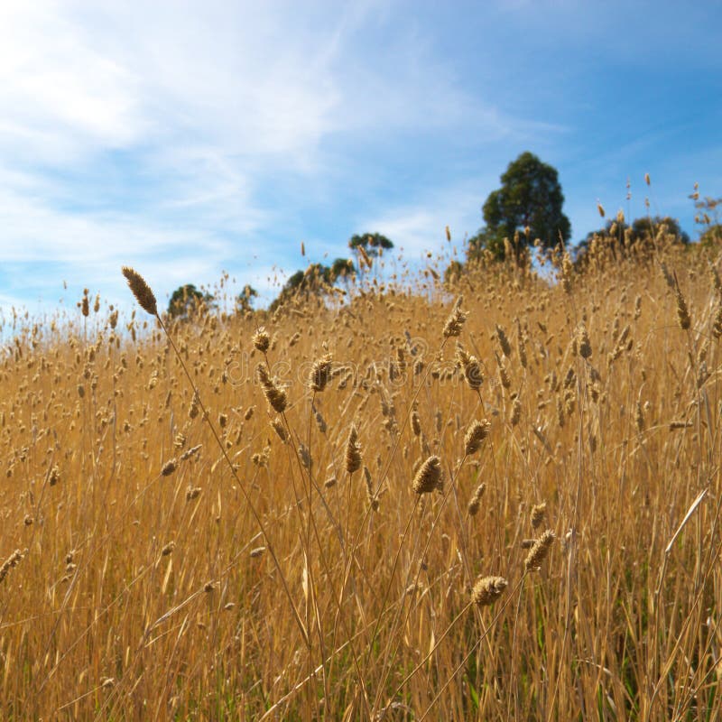 Grass field stock photo. Image of paddock, nature, angle - 19123380