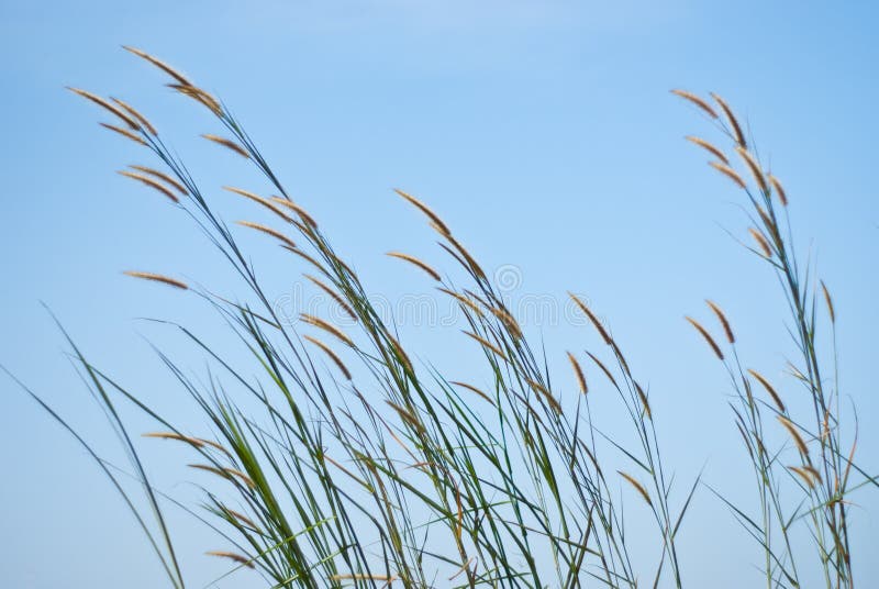 White reed field blooming stock image. Image of sunlight - 241271157