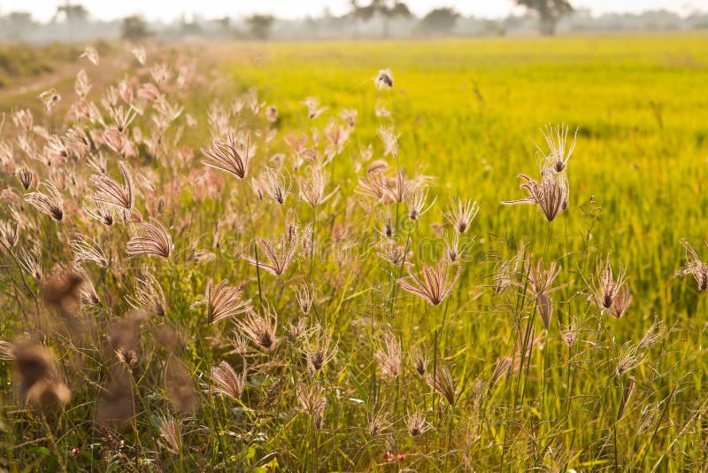 Grass in rice field stock photo. Image of outdoors, plant - 23943702