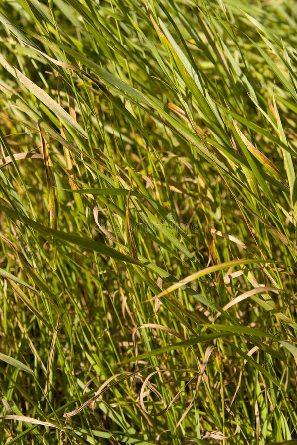 Grass Field Picture. Image: 3019100